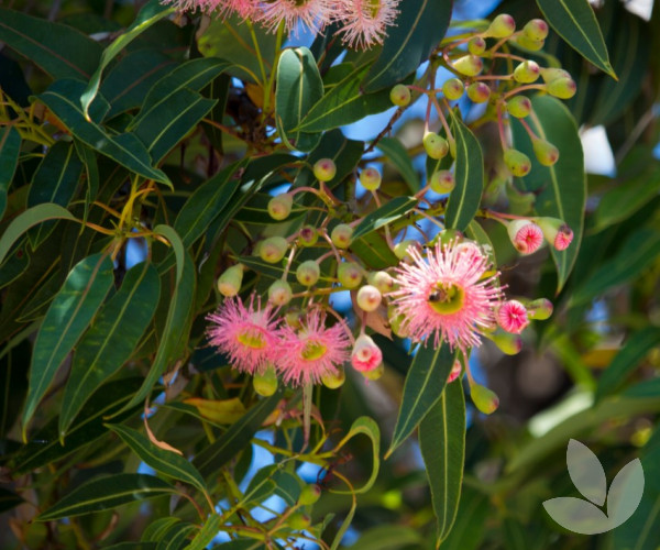 Eucalyptus torquata - A Beautiful Australian Native Tree - Speciality Trees