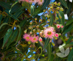 Eucalyptus forrestiana - Fuchsia Gum - Trees - Speciality Trees