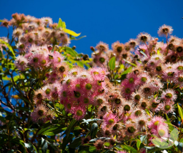 Eucalyptus torquata - A Beautiful Australian Native Tree - Speciality Trees