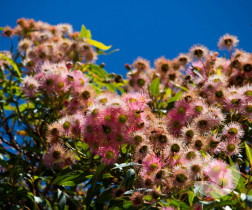 Eucalyptus torquata - A Beautiful Australian Native Tree - Speciality Trees