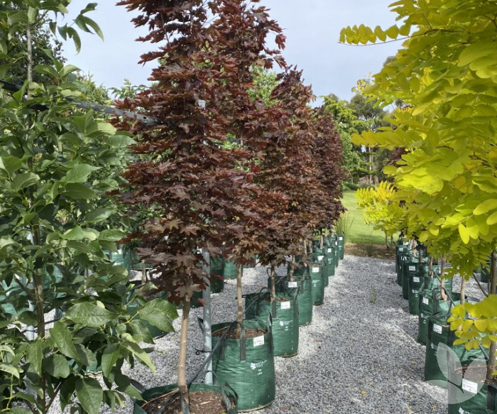 Narrow Trees For Tight Garden Spaces Dwarf Conifers For Landscaping