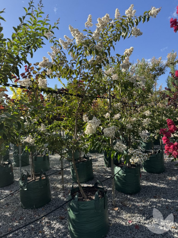 Lagerstroemia indica x fauriei 'Natchez' - Crepe Myrtle (white) - Trees - Speciality Trees