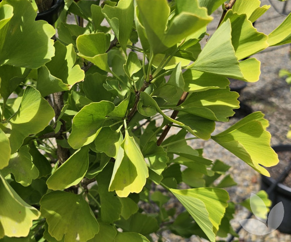 Ginkgo biloba 'Blagon Fanfare' - Blagon Fanfare Ginkgo Tree - Trees ...