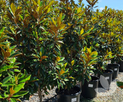 Magnolia grandiflora 'Sweet Spire'™ - Sweet Spire Magnolia Tree ...