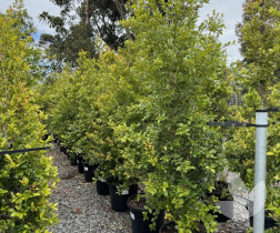 Syzygium australe 'Backyard Bliss' - Backyard Bliss Lilly Pilly - Trees ...
