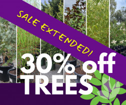 Speciality Trees - Buy premium quality advanced landscaping trees melbourne