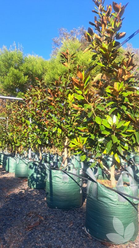Magnolia grandiflora 'Kay Parris' - Kay Parris Magnolia Tree, Southern ...