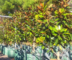 Magnolia grandiflora 'Kay Parris' - Kay Parris Magnolia Tree, Southern ...