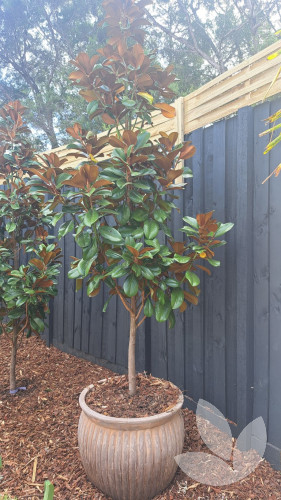 Magnolia grandiflora 'Teddy Bear' ™ - Teddy Bear Magnolia Tree ...