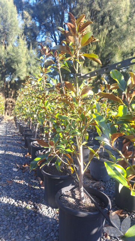 Magnolia grandiflora 'Kay Parris' - Kay Parris Magnolia Tree, Southern ...