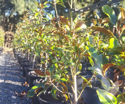 Magnolia grandiflora 'Kay Parris' - Kay Parris Magnolia Tree, Southern ...