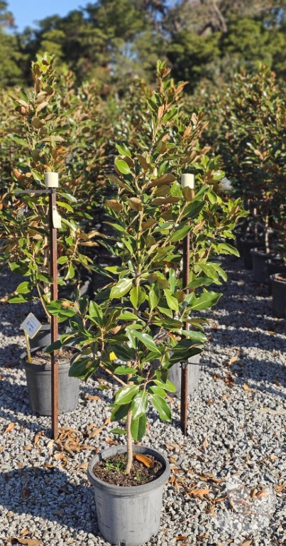 Dwarf Magnolia Tree Little Gem Magnolia (Magnolia Grandiflora 'Little