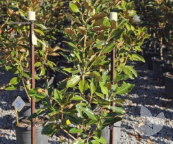 Magnolia grandiflora 'Little Gem' - Little Gem Magnolia Tree (evergreen ...