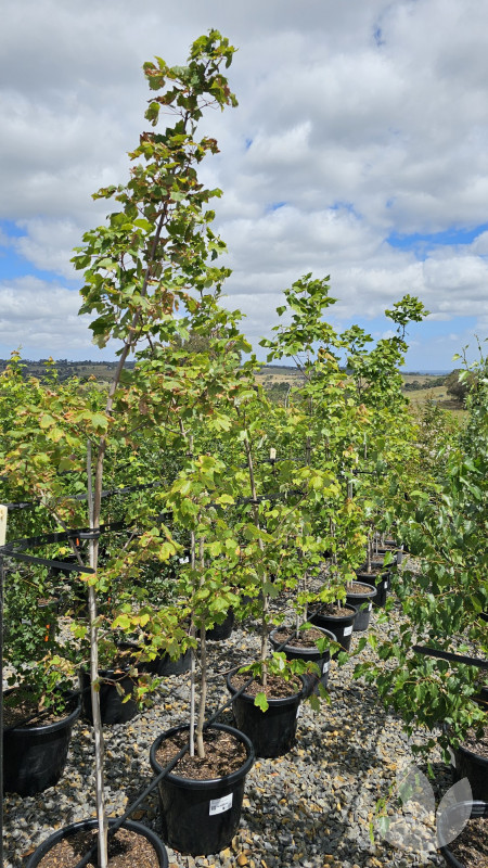 Acer rubrum 'Fairview Flame' - Canadian Maple Tree - Trees - Speciality ...