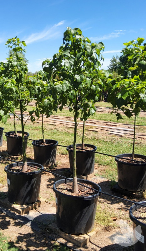Griffith Pink Brachychiton - Speciality Trees