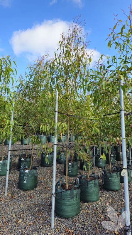 Corymbia citriodora - Lemon-scented Gum Tree - Trees - Speciality Trees