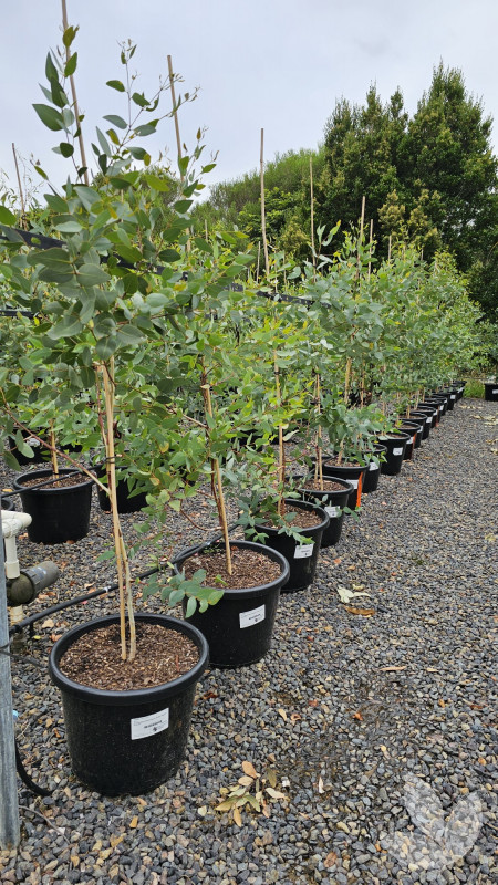 Eucalyptus leucoxylon 'Euky Dwarf' - Dwarf Yellow Gum - Trees ...