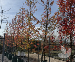 Pyrus calleryana 'Winter Glow' - Winter Glow Ornamental Pear Tree ...