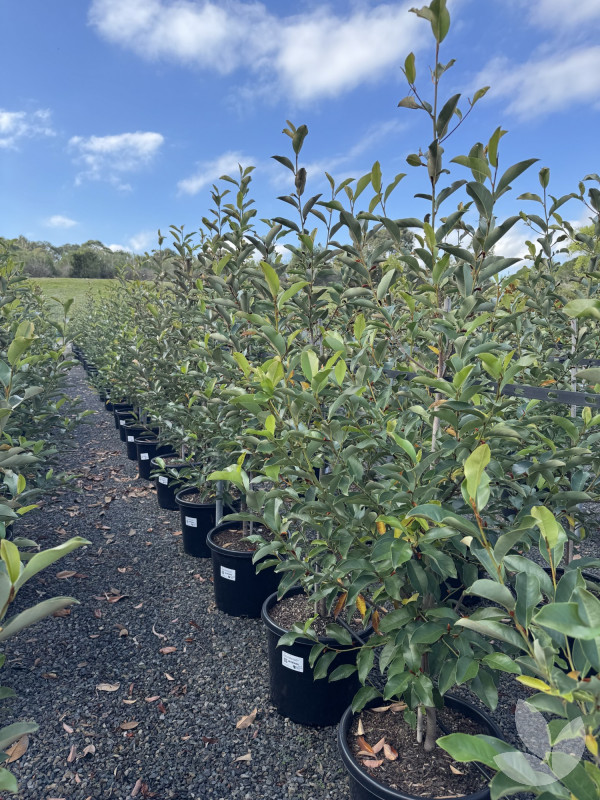 Magnolia (syn. Michelia) doltsopa x laevifolia 'Inspiration ...