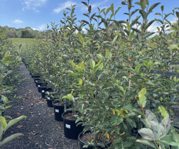 Magnolia (syn. Michelia) doltsopa x laevifolia 'Inspiration ...