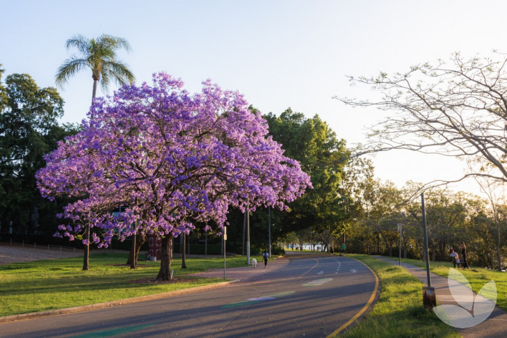 Should You Buy a Young or Advanced Tree? - Blog - Speciality Trees