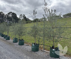 Olea europaea 'Manzanillo' - Manzanillo Olive - Trees - Speciality Trees