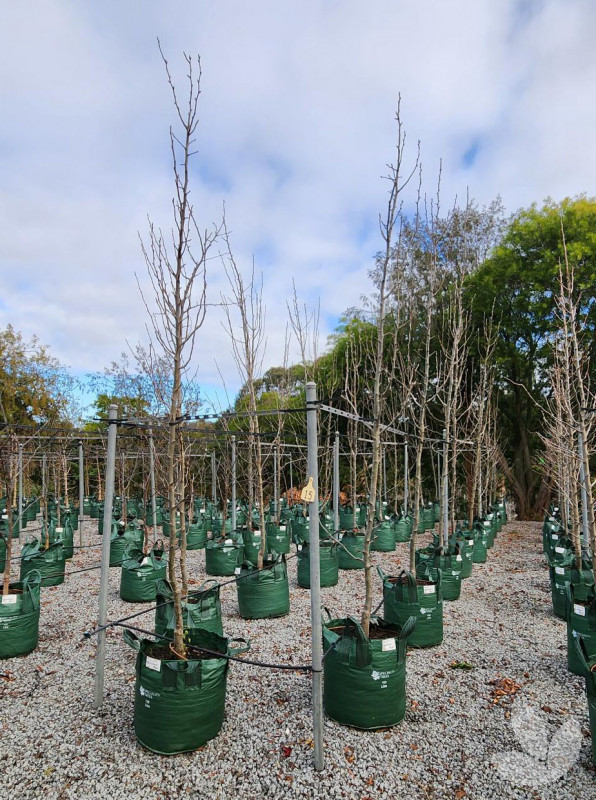 Pyrus calleryana 'Capital' - Capital Ornamental Pear Tree - Trees ...