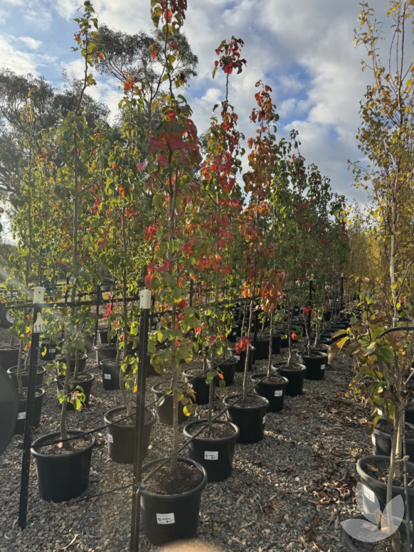Pyrus calleryana 'Capital' - Capital Ornamental Pear Tree - Trees ...