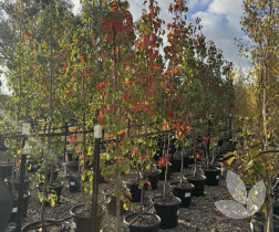 Pyrus calleryana 'Capital' - Capital Ornamental Pear Tree - Trees ...