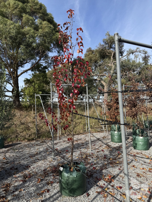 Pyrus calleryana 'Capital' - Capital Ornamental Pear Tree - Trees ...