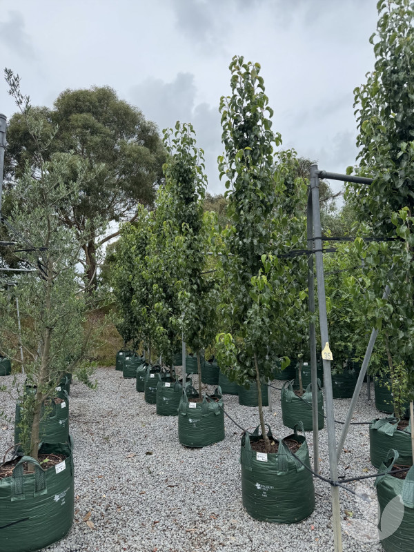 Pyrus calleryana 'Capital' - Capital Ornamental Pear Tree - Trees ...