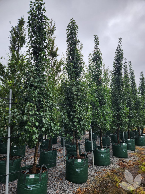 Pyrus calleryana 'Capital' - Capital Ornamental Pear Tree - Trees ...