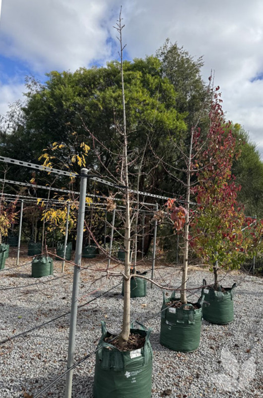 Sensation Box Elder (Maple) - Speciality Trees