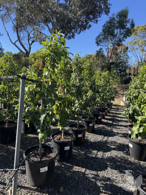 Calodendrum capense - Cape Chestnut - Speciality Trees