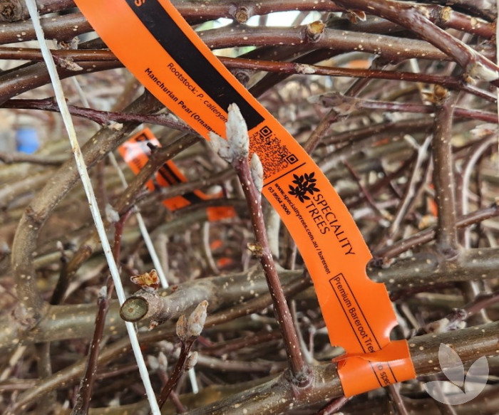 Speciality Trees Pollinator Table - Blog - Speciality Trees