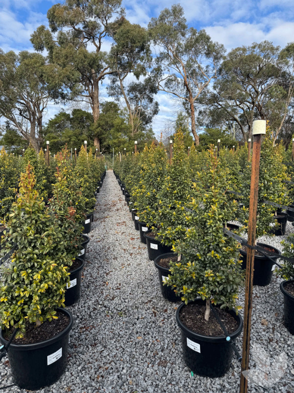 Syzygium australe 'SAN01' Straight and Narrow ™ - Straight and Narrow ...