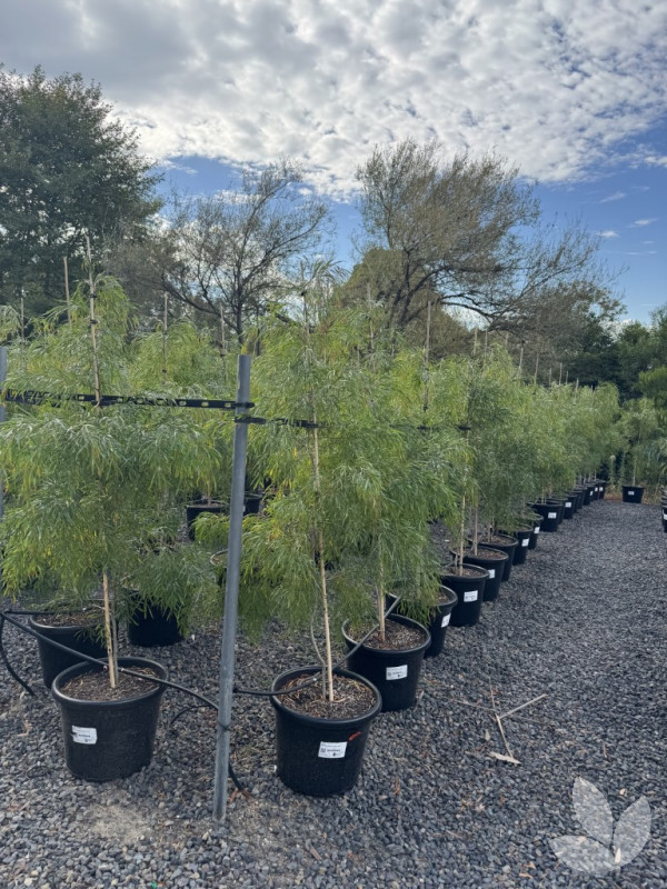 Copper Tips Weeping Wattle - Speciality Trees