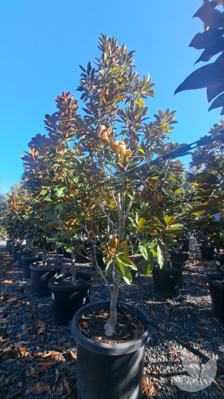 Magnolia grandiflora 'Sweet Spire'™ - Sweet Spire Magnolia (evergreen ...