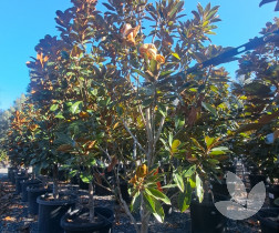 Magnolia grandiflora 'Sweet Spire'™ - Sweet Spire Magnolia Tree ...