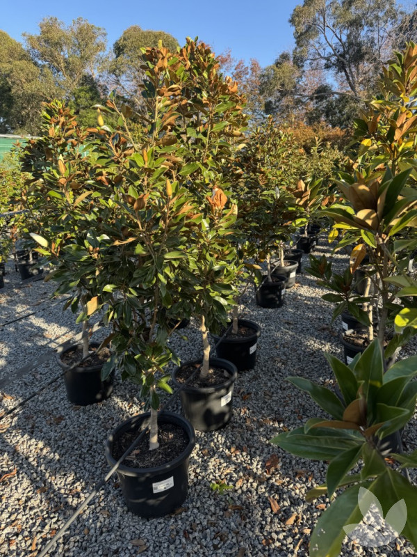 Magnolia grandiflora 'Sweet Spire'™ - Sweet Spire Magnolia Tree ...