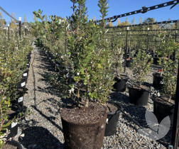 Banksia integrifolia 'Sentinel' - Speciality Trees