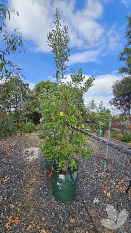 Banksia integrifolia 'Sentinel' - Speciality Trees