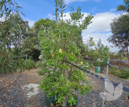 Banksia integrifolia 'Sentinel' - Speciality Trees