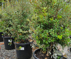 Banksia integrifolia 'Sentinel' - Speciality Trees