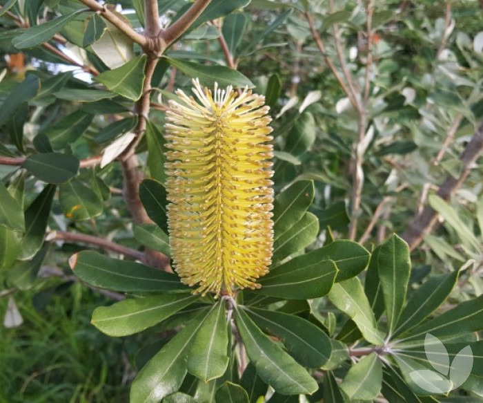 A Guide to Banksia Trees for Landscaping - Tree Selections - Speciality ...