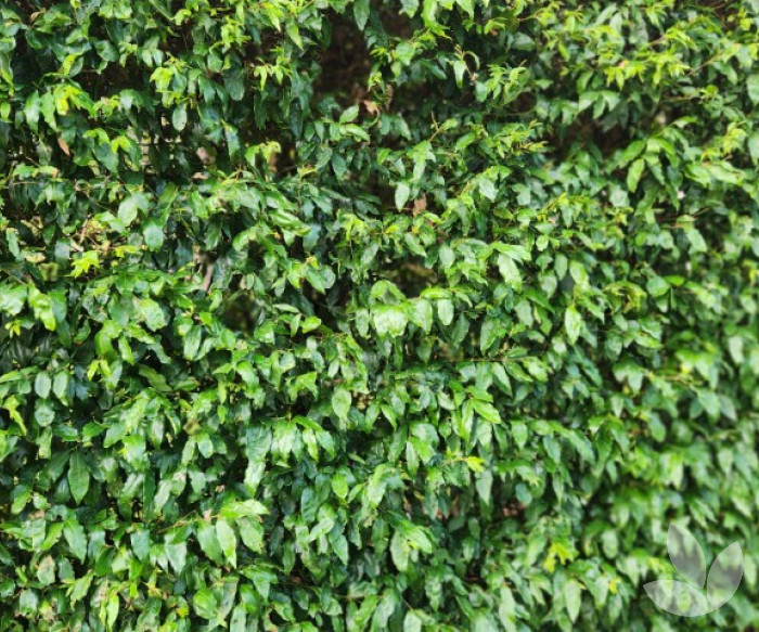 A guide to Lilly Pilly Trees | Our recommendations for Hedging ...