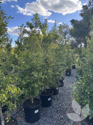 Syzygium australe 'Backyard Bliss' - Backyard Bliss Lilly Pilly Tree ...