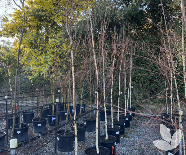 Betula pendula fastigiata | A popular Birch tree for narrow spaces ...