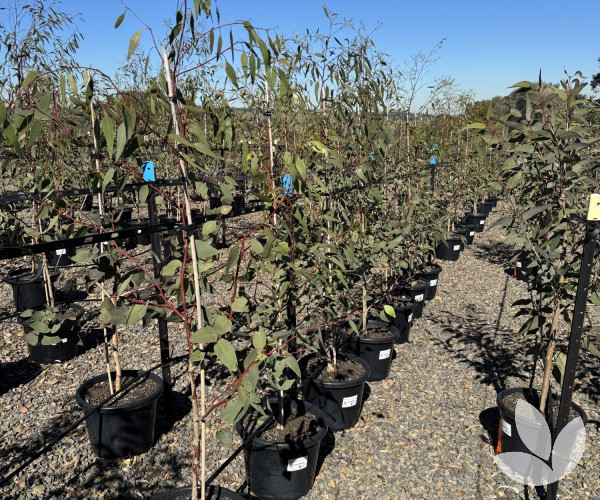 Eucalyptus leucoxylon megalocarpa - Large-fruited Yellow Gum - Trees ...