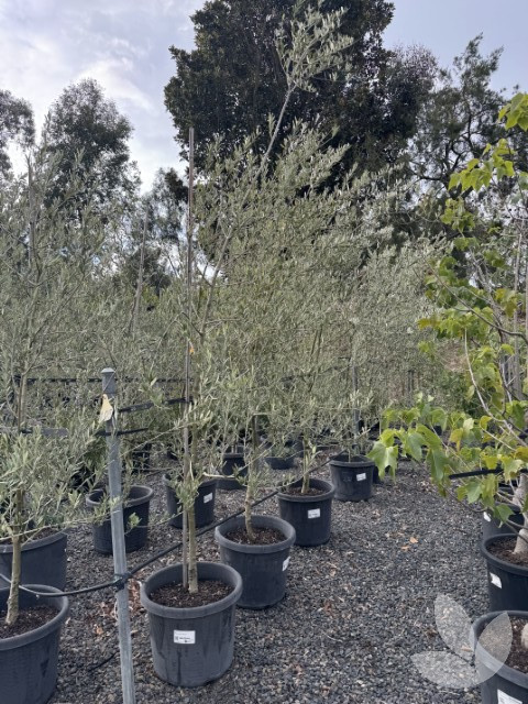 Olea europaea 'Manzanillo' - Manzanillo Olive Tree - Trees - Speciality ...